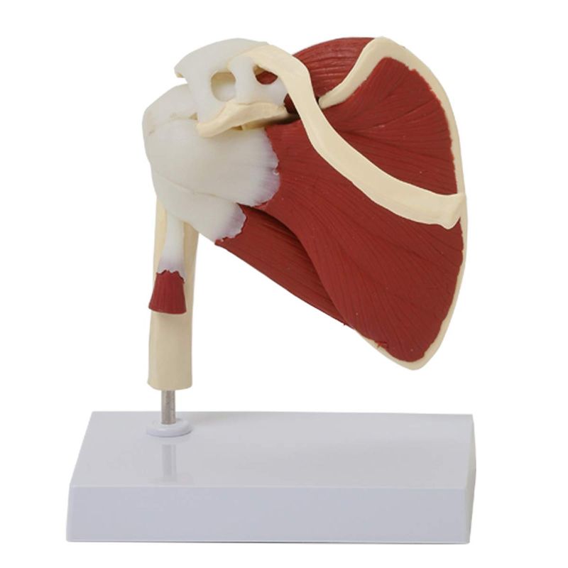 7 Wellne Shoulder Joint Model, Human Body Model (With Main Muscles ...