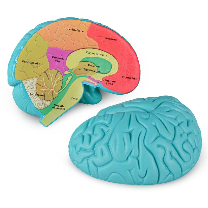 Skillssist Cross-Section Brain Model, Human Brain Anatomy Model for ...