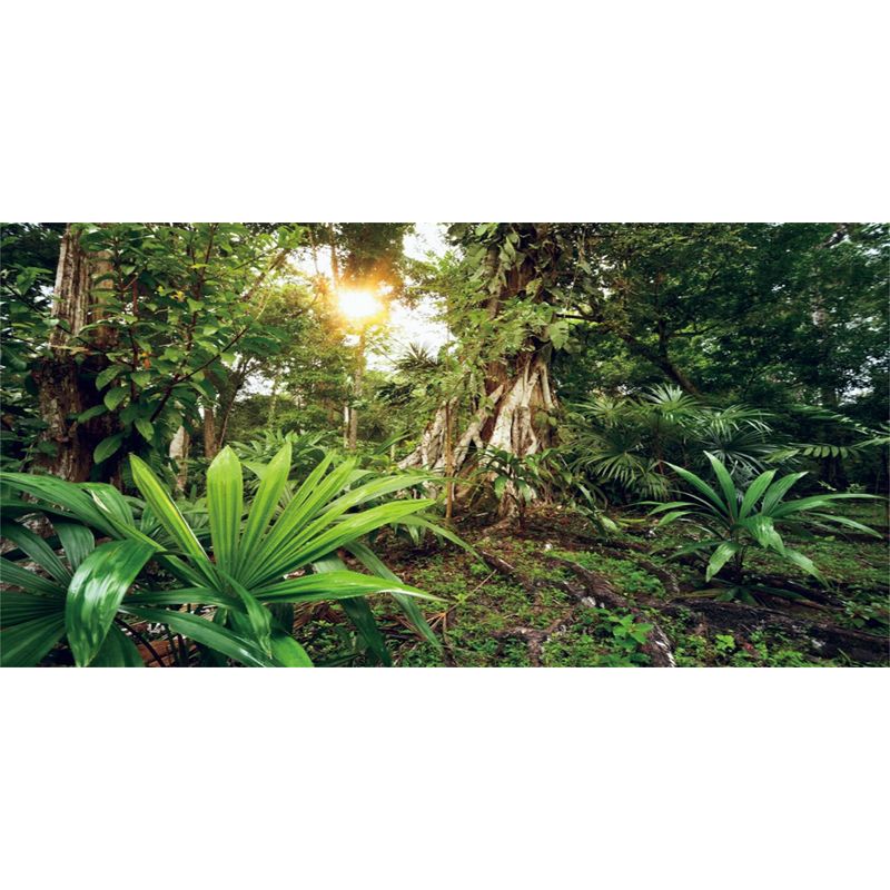 MIRRORANG 61x30cm Deep Forest Terrarium Background Sunshine Tropical ...