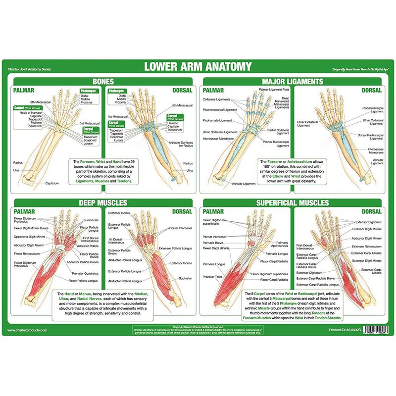 Joint Anatomy Chart Series (A2 Laminated, Hand & Lower Arm) - Online ...