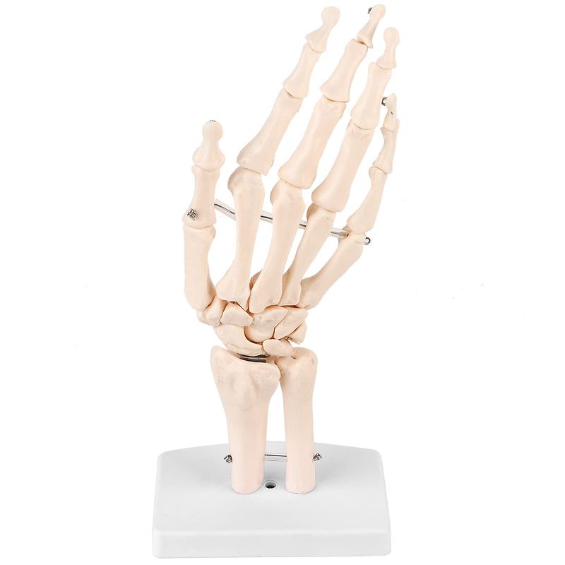 Medical Hand Skeleton,Hand Skeleton Model,PVC Plastic Medical Skeleton ...