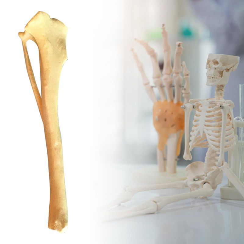 Dog Bone Model Animal Dog Skull Model Dog Tibia Skeletal Model for ...