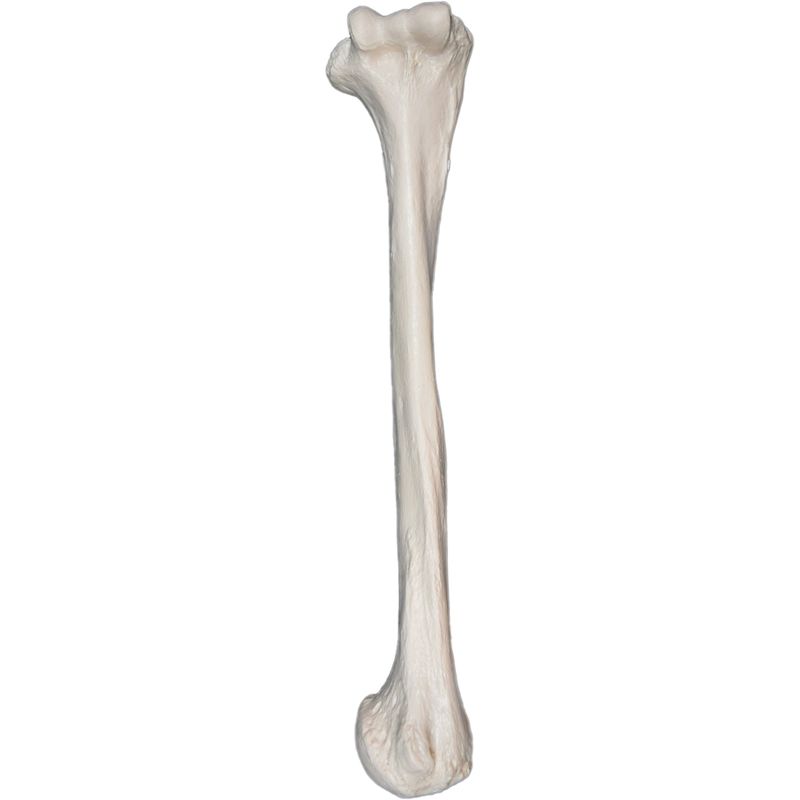 hBARSCI Humerus Bone Model - Right - Anatomically Accurate Human ...