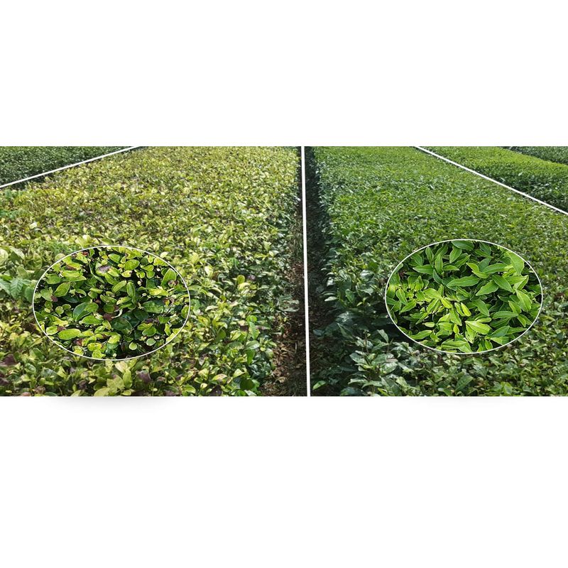 Generi Fertilizer Effervescent Tablets Ideal for Foliage Plants & Crops ...
