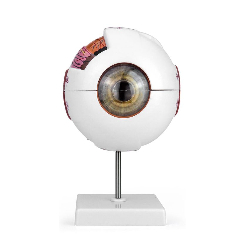 QWORK 6X Enlarged Human Eye Anatomy Model, Magnified Eyeball Model with ...