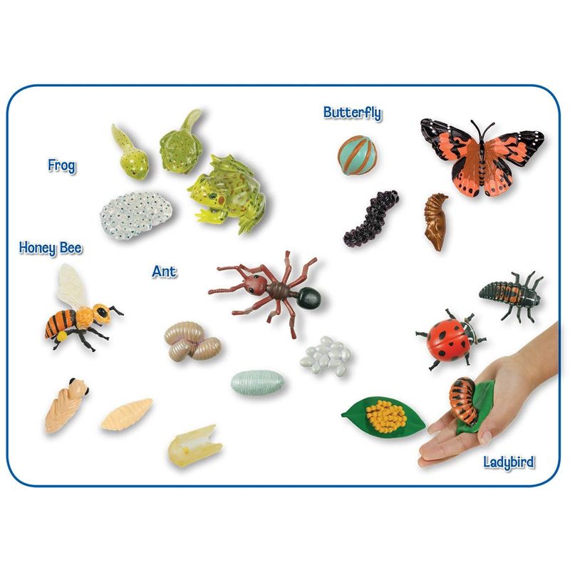 Life Cycle Stages Figurines Collection - Online Marketplace - EveryMarket