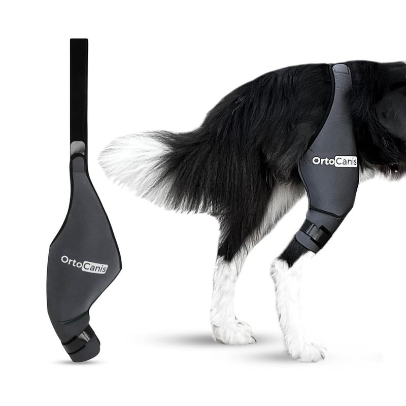 Ortocanis - Dog Knee Brace - For Right Hind Leg - Made of ARD Neoprene ...