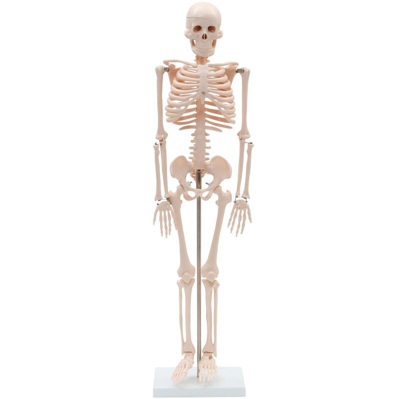 7 Wellne, Full Body Skeleton Model, 1/2 Size, Height 33.5 inches (85 cm ...