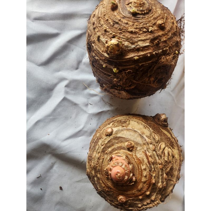 Goliath Elephant Colocasia Ear (1 GIANT BULB)starting To Grow Limited ...
