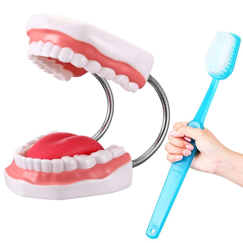 Baderke Huge Mouth Model with Hinge and Giant Toothbrush Set for Speech ...