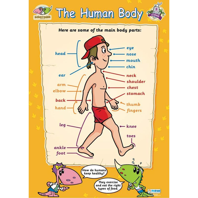The Human Body | Early Years & Primary School Posters | Gloss Paper ...
