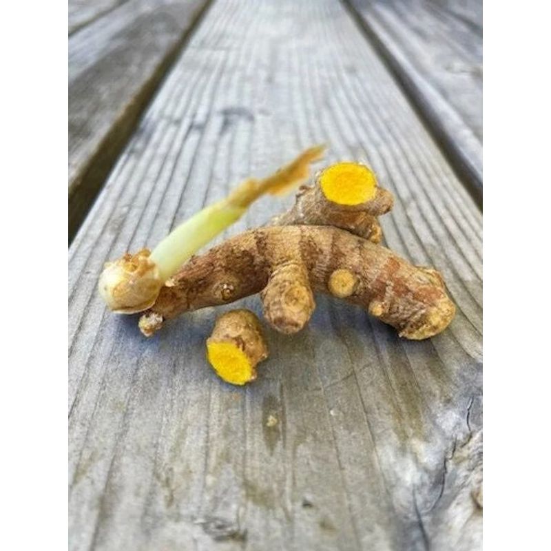 Fresh Organic Yellow Indira Turmeric Roots (rhizomes). Hawaii grown ...