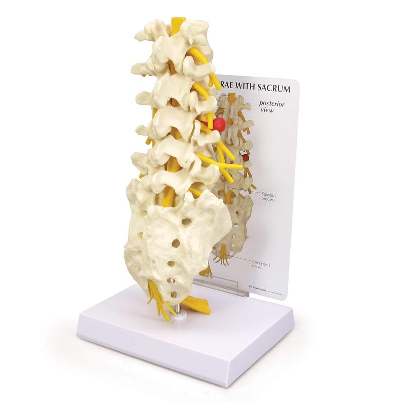 GPI Anatomicals - 5-Piece Vertebrae Model with Sacrum, Spine Model for ...
