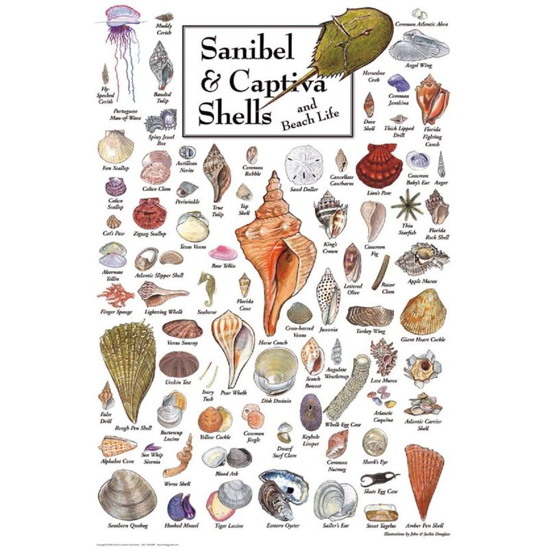 Heritage Puzzle Shells of Sanibel & Captiva Puzzle – 550 Pieces, 18" x ...