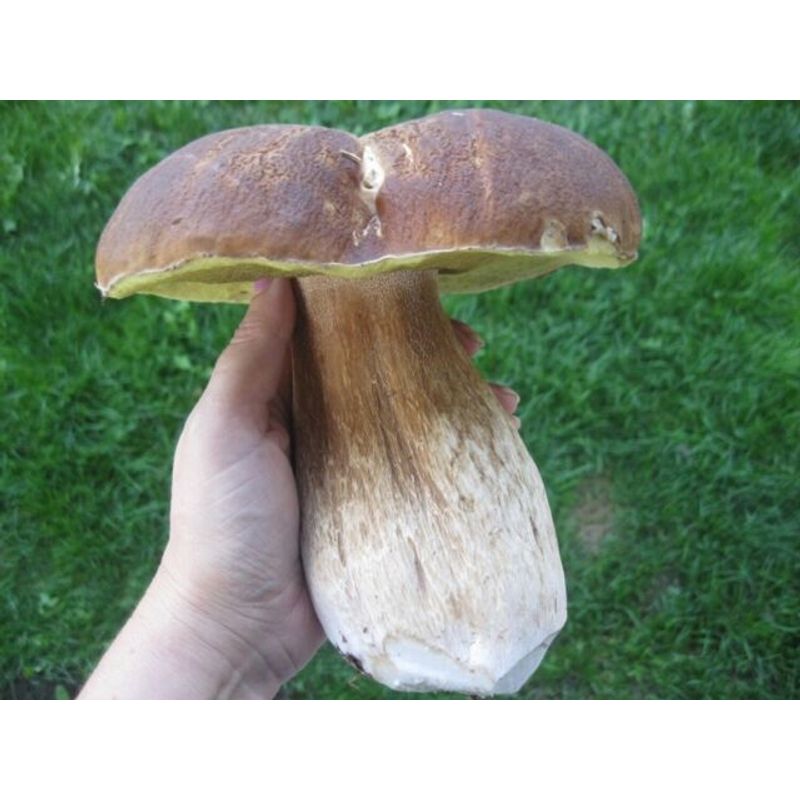 Porcini King Bolete Mushroom Spores in Sawdust Bag Jumbo Grow Kit Makes ...