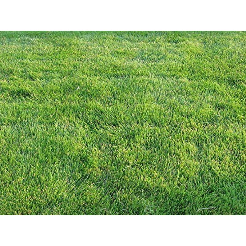 Zoysia Grass Seeds-Zoysia Emerald Grass-1/8 lb - Online Marketplace ...