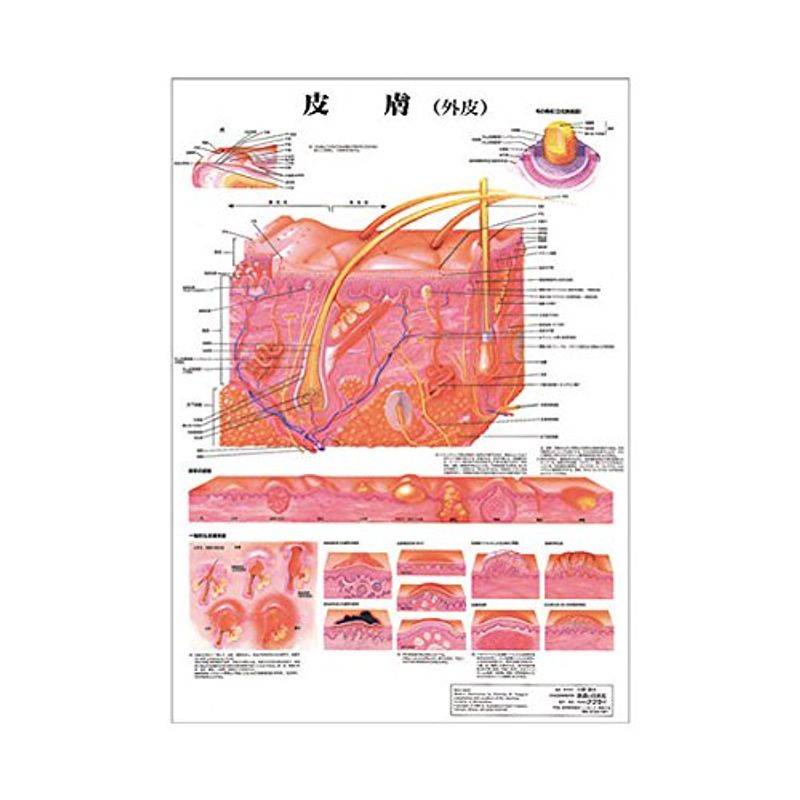 Skin Desk Size Plastic Edition (Poster) [ Human Body Chart, Medicine ...